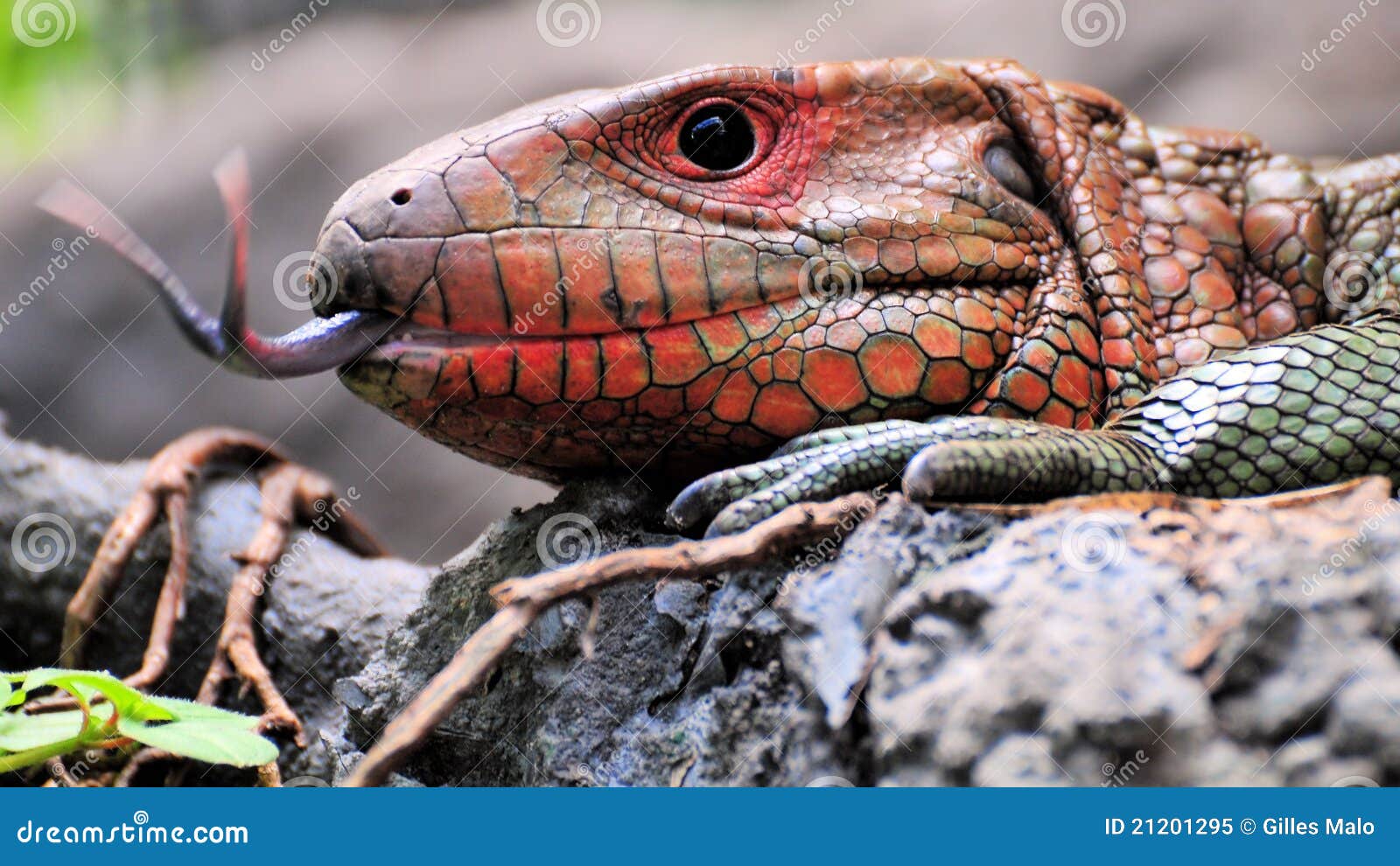 Caiman Lizard stock image. Image of close, nature, outdoors - 21201295
