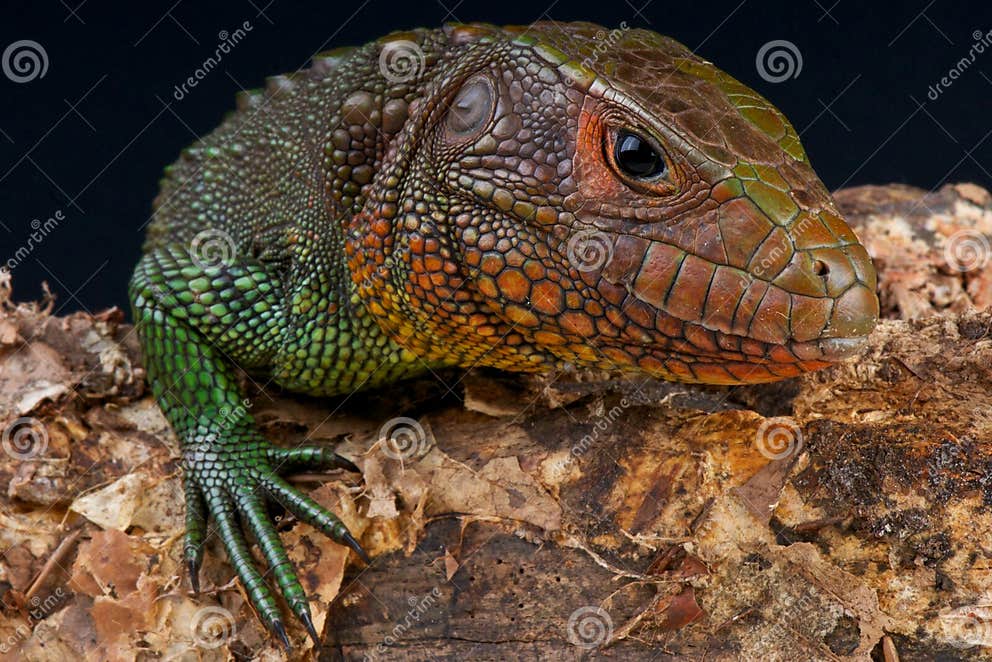 Caiman lizard stock photo. Image of eater, pets, rainforest - 24744036