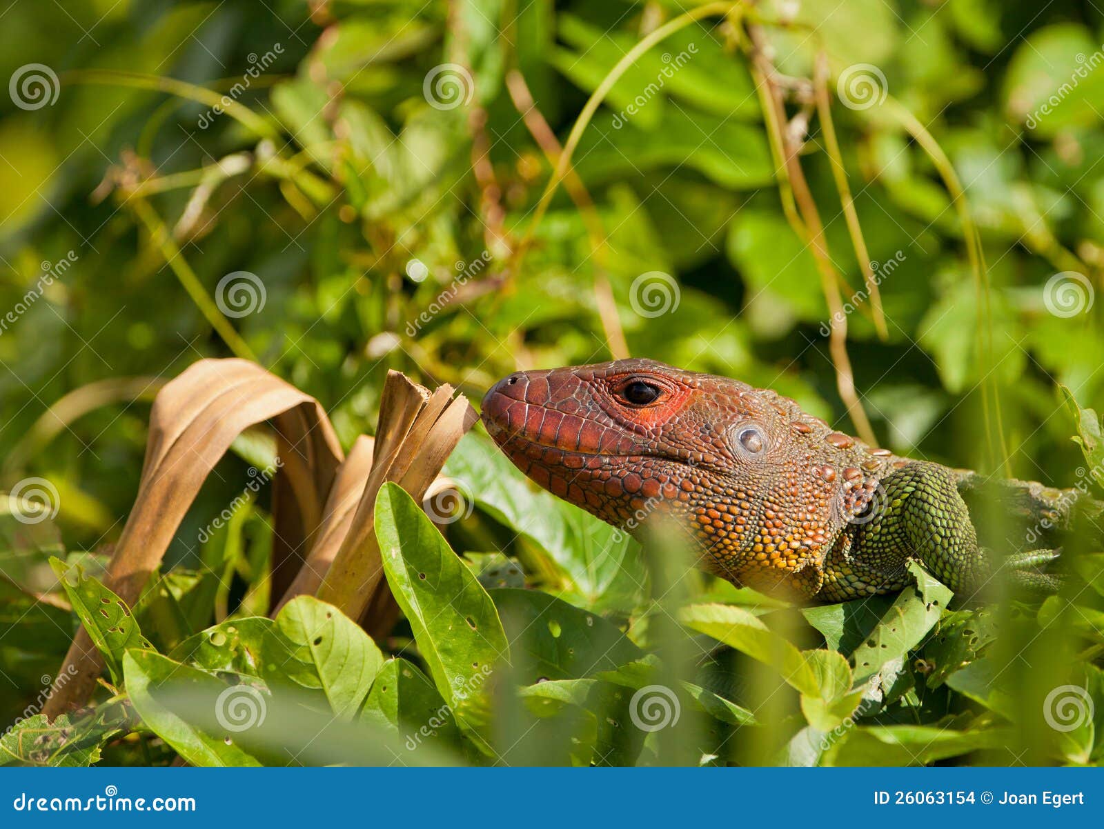Caiman Lizard stock photo. Image of natural, headshot - 26063154