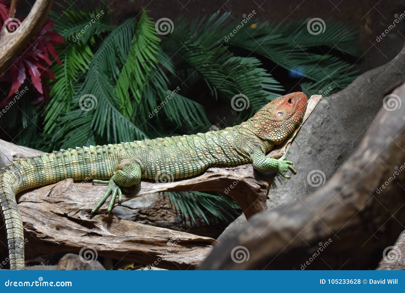Caiman Lizard Basking on a Log Stock Photo - Image of caiman ...