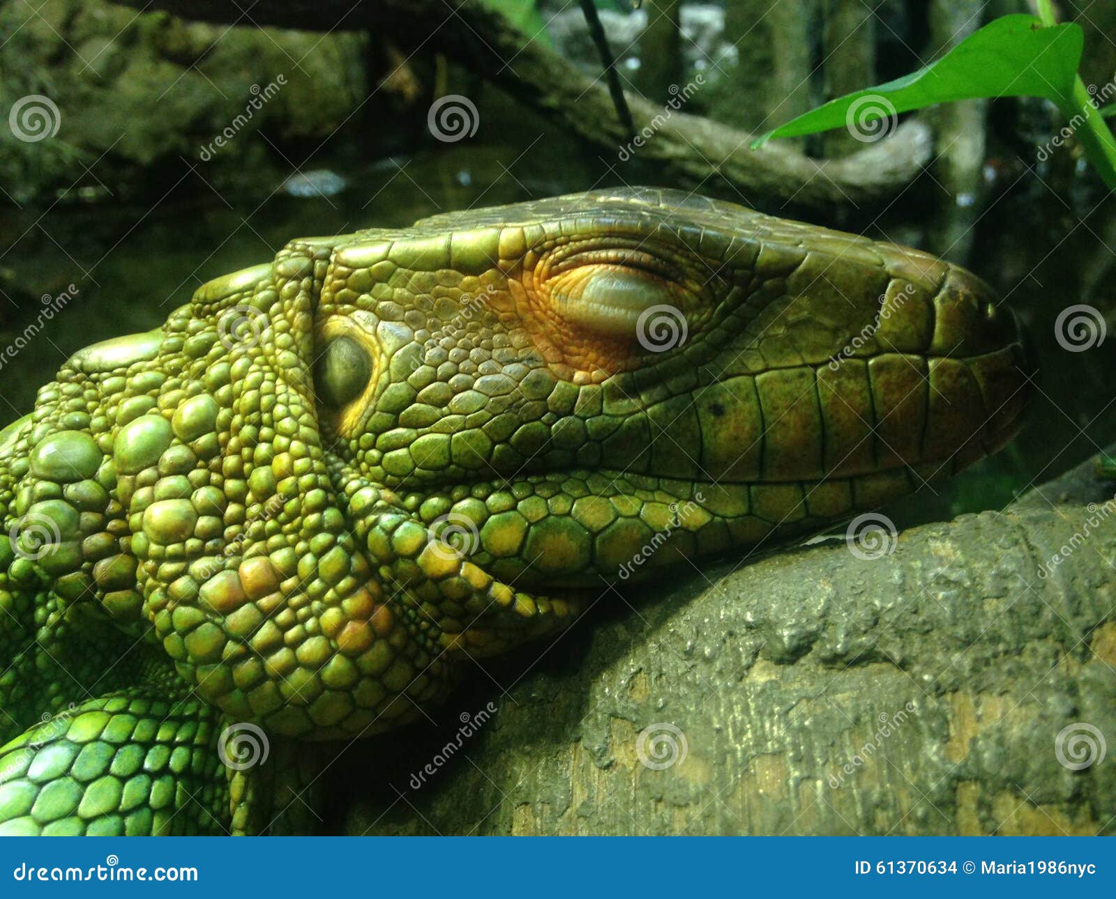 Caiman Lizard. stock photo. Image of crocodile, eyes - 61370634