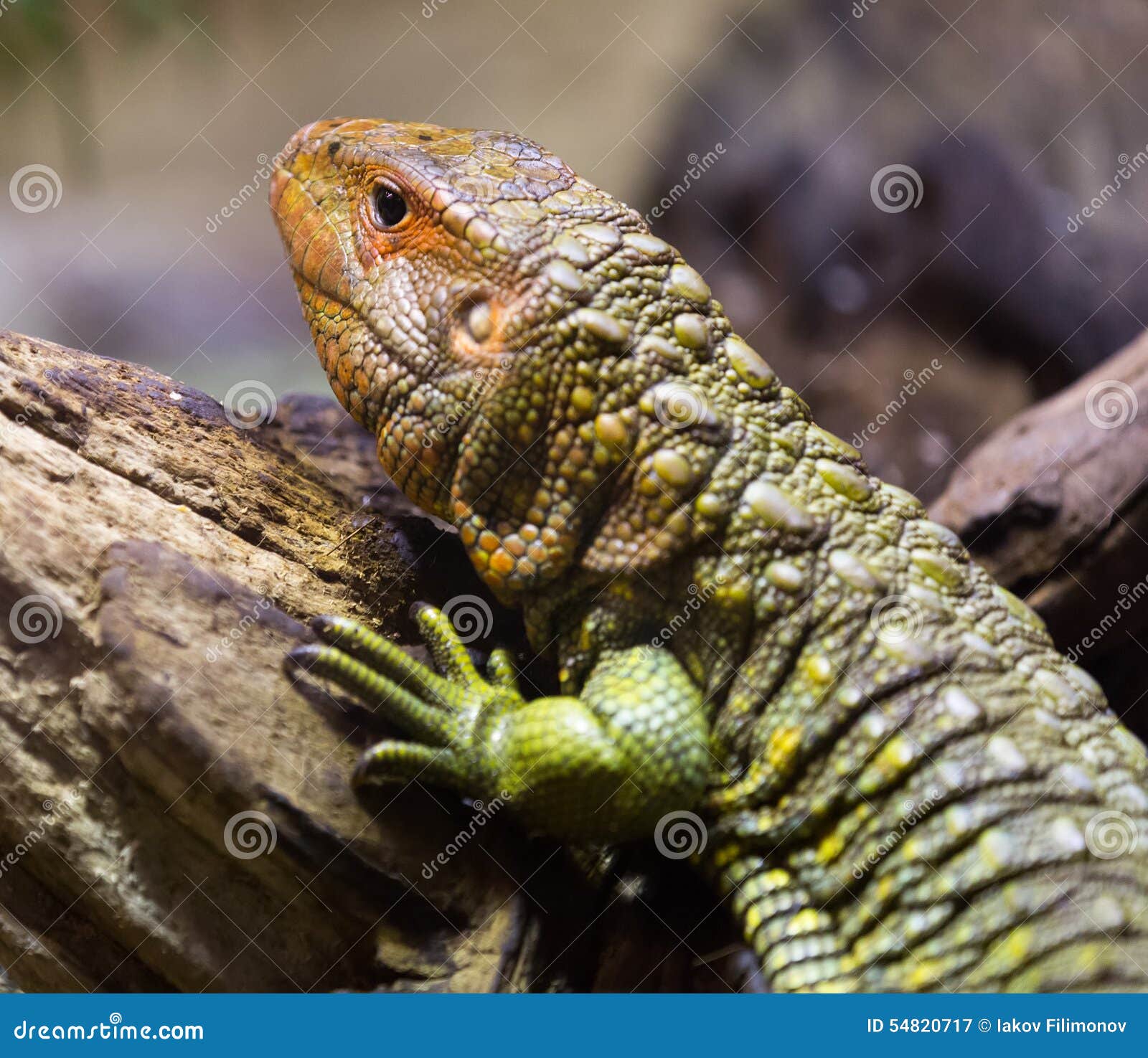 Caiman Lizard stock image. Image of northern, dragon - 54820717