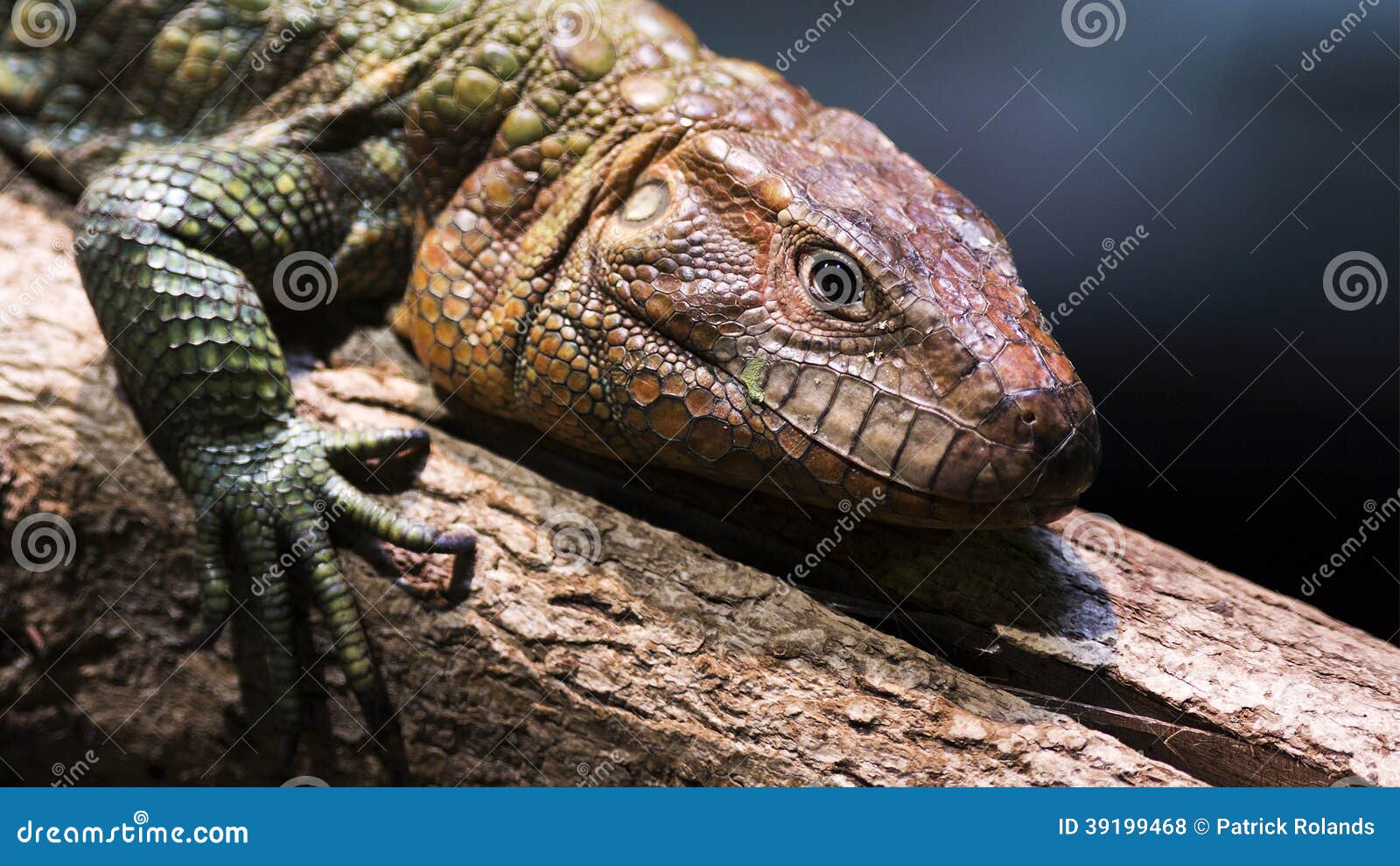 Caiman lizard stock photo. Image of aquatic, reptile - 39199468