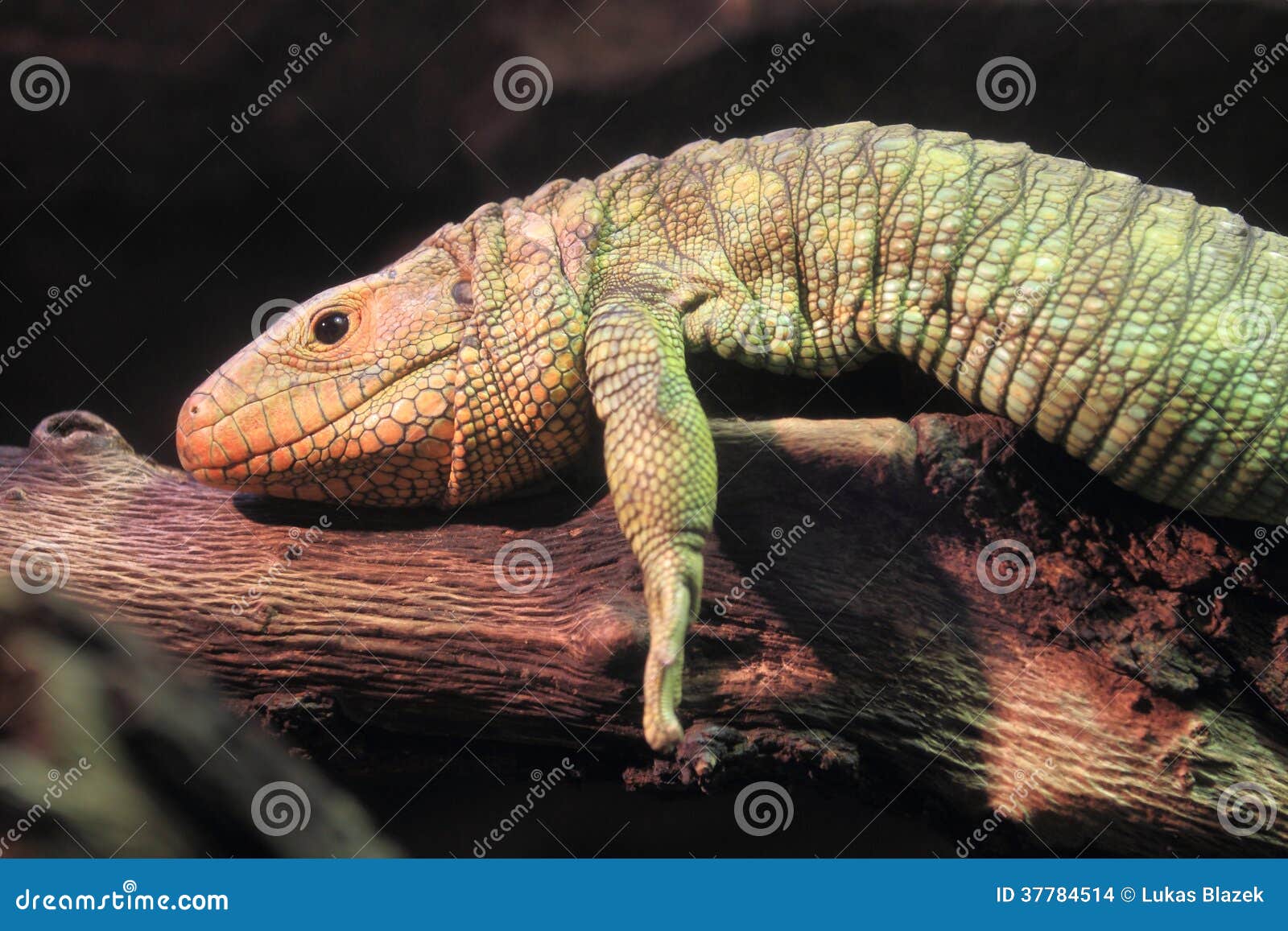 Caiman lizard stock photo. Image of northern, guianensis - 37784514