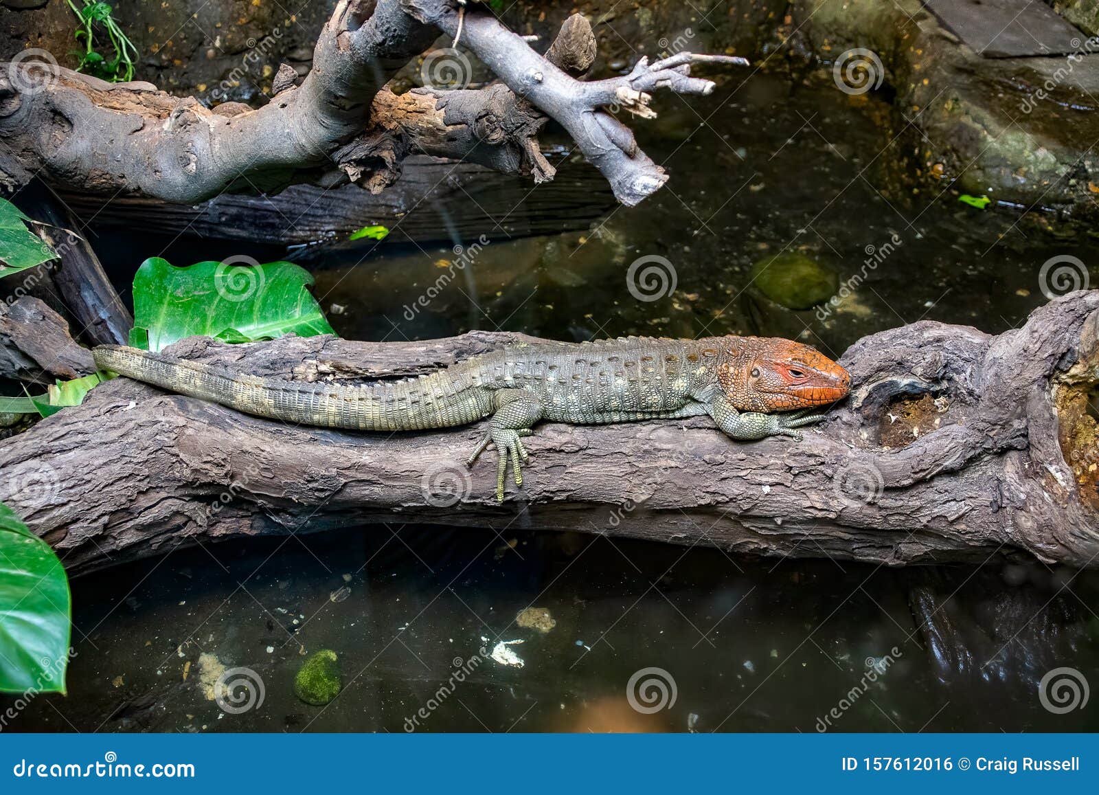 Caiman Lizard Resting on a Tree Branch Stock Photo - Image of reptile ...