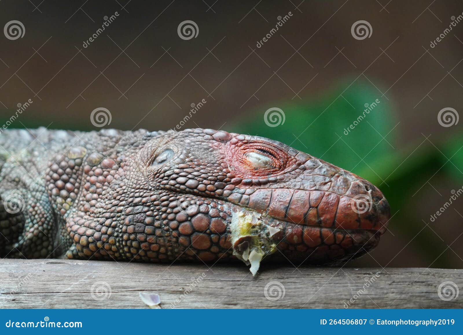Caiman Lizard Sleeping after Lunch Stock Image - Image of lizard, face ...