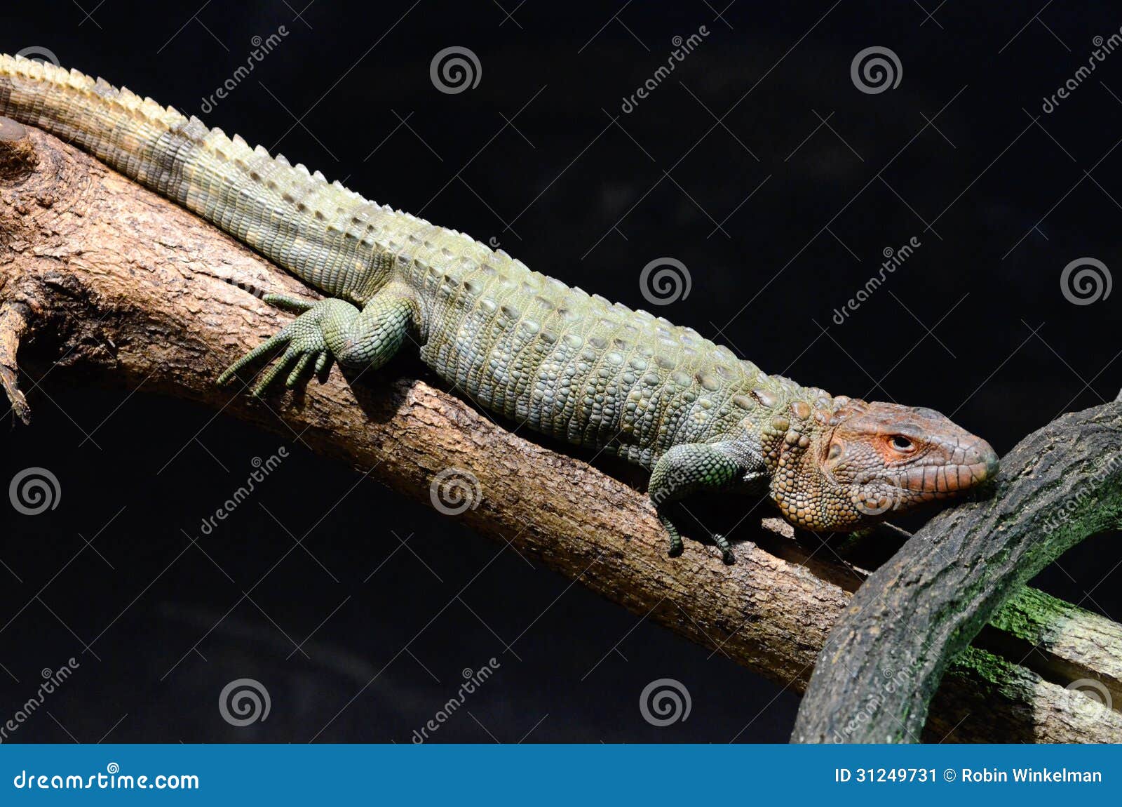 Caiman lizard 2013 stock image. Image of caiman, bumps - 31249731