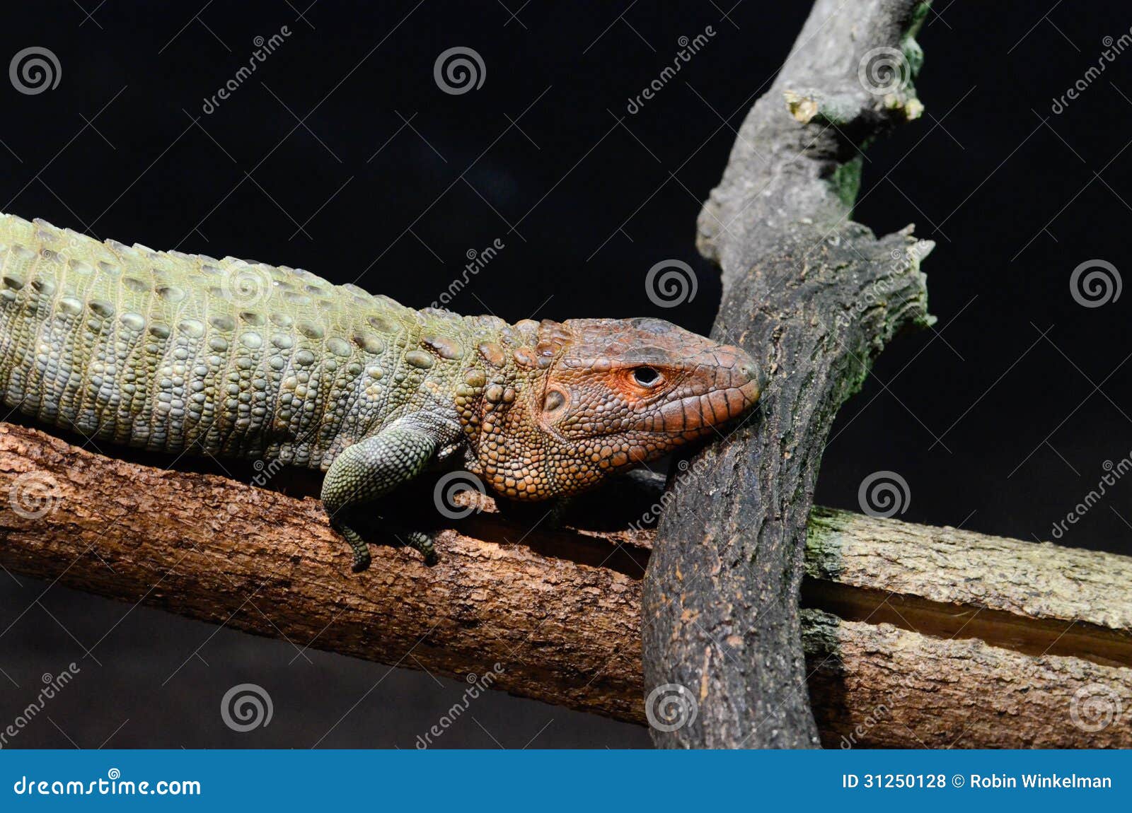 Caiman lizard 20133 stock photo. Image of bumps, recline - 31250128