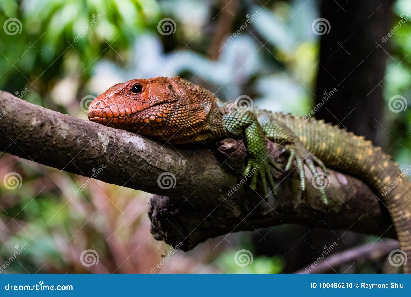 Caiman Lizard stock photo. Image of animal, lizard, claws - 100486210