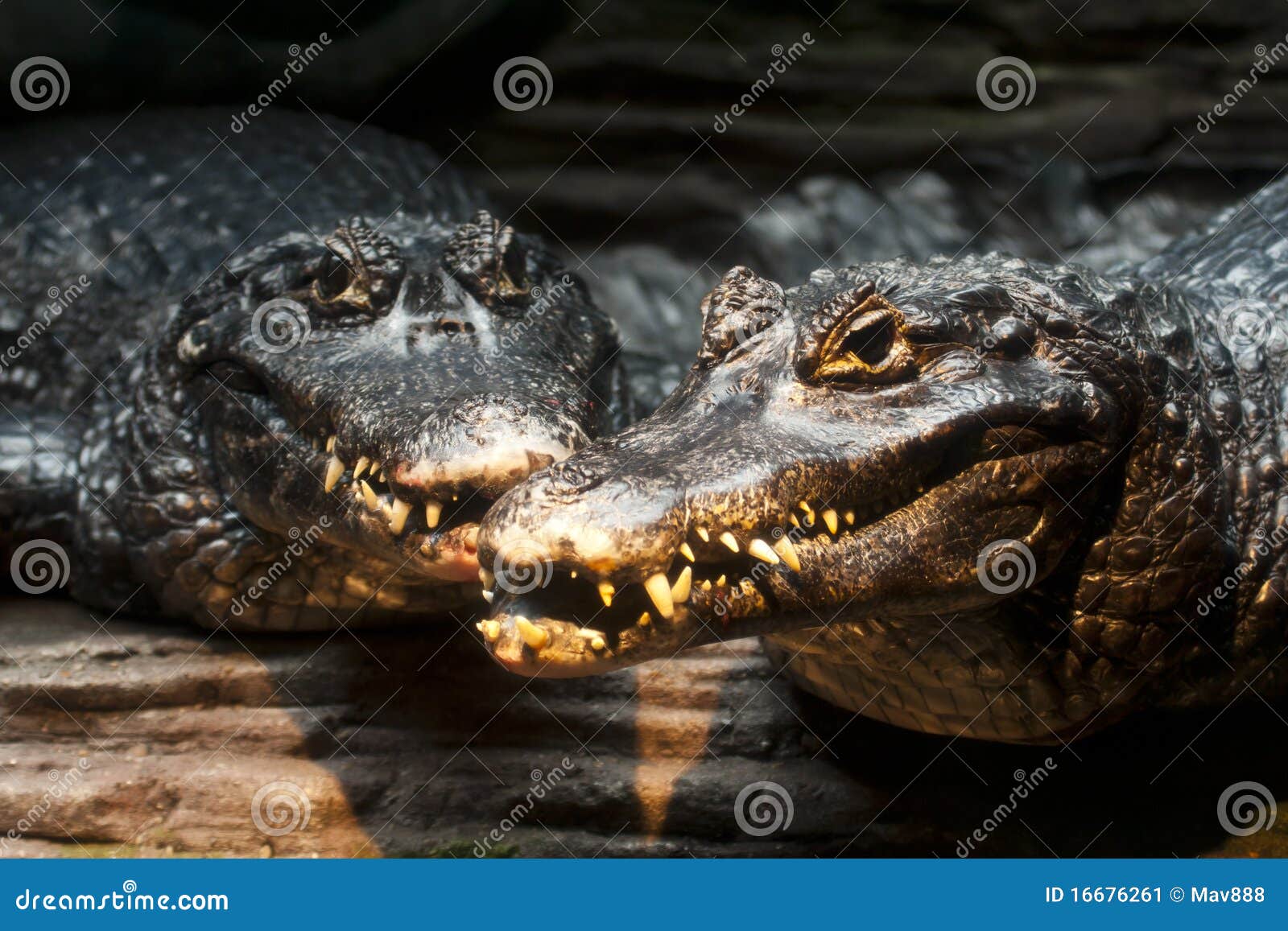 Caiman noir image stock. Image du grand, animal, féroce - 16676261