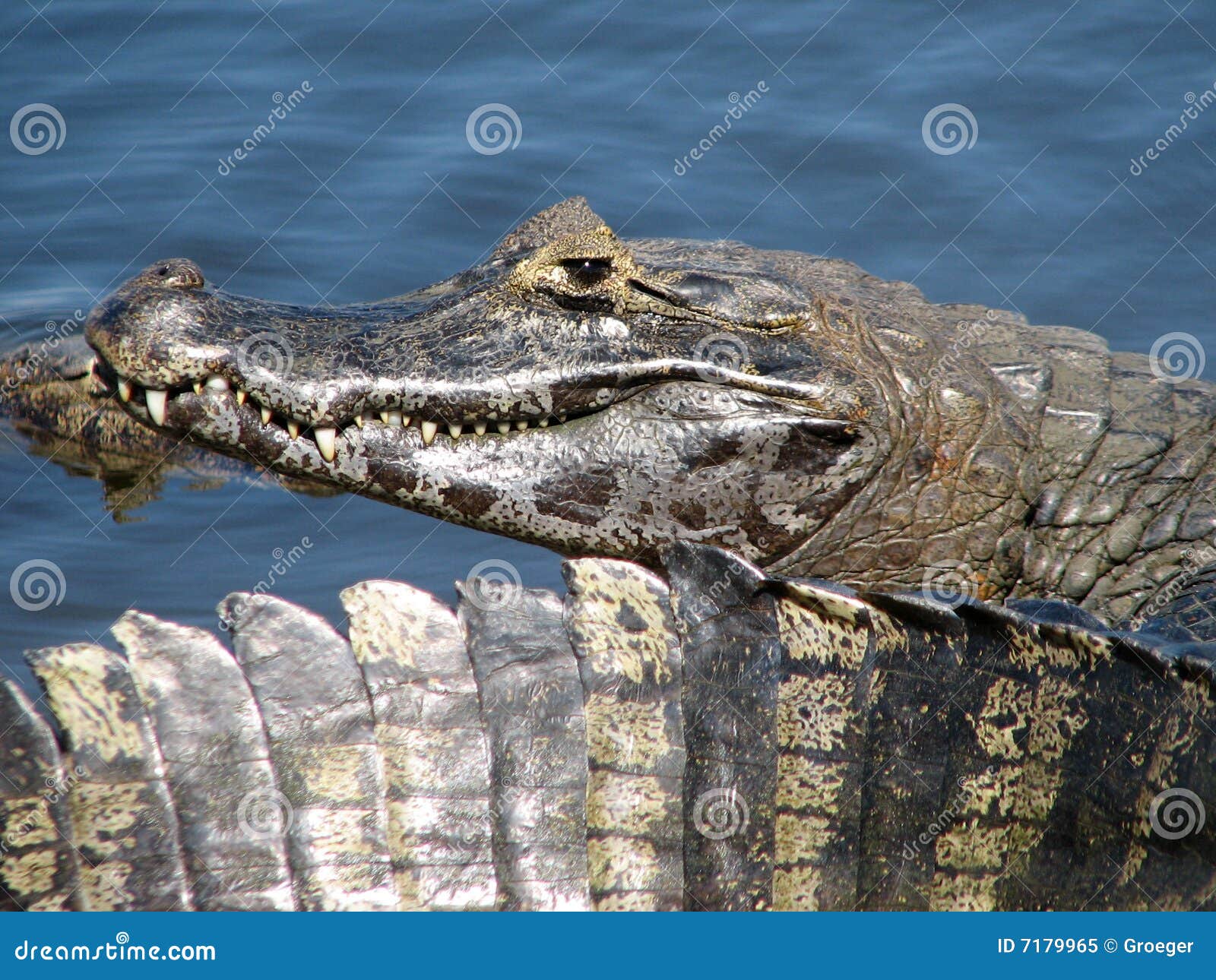 Caiman - Pantanal - Brazil stock image. Image of grosso - 7179965