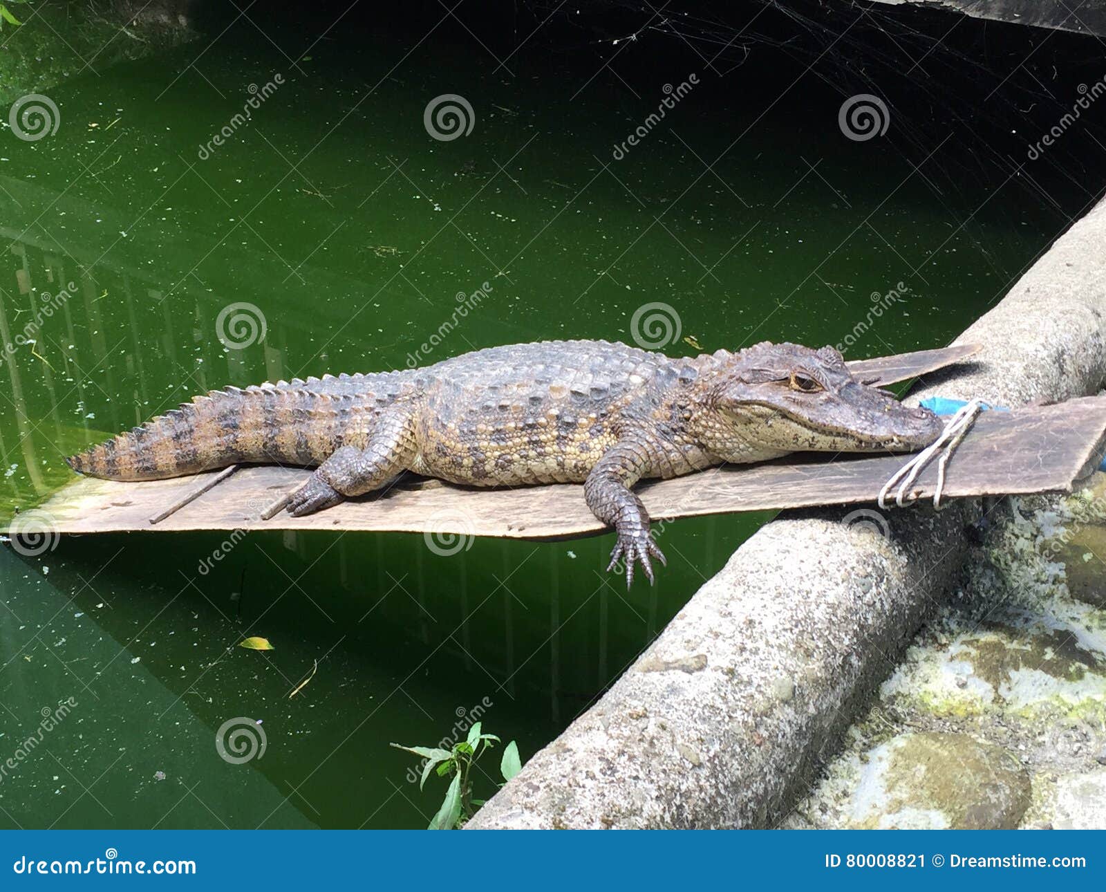 Caiman stock image. Image of pets, caiman, cocodrilo - 80008821
