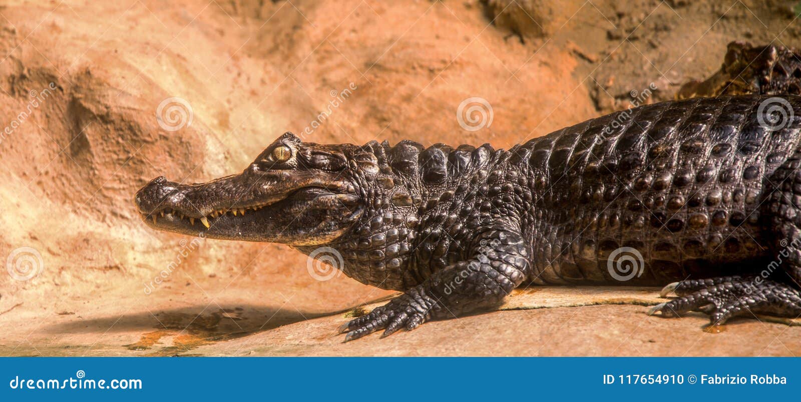 Caiman portrait stock photo. Image of mouth, carnivore - 117654910