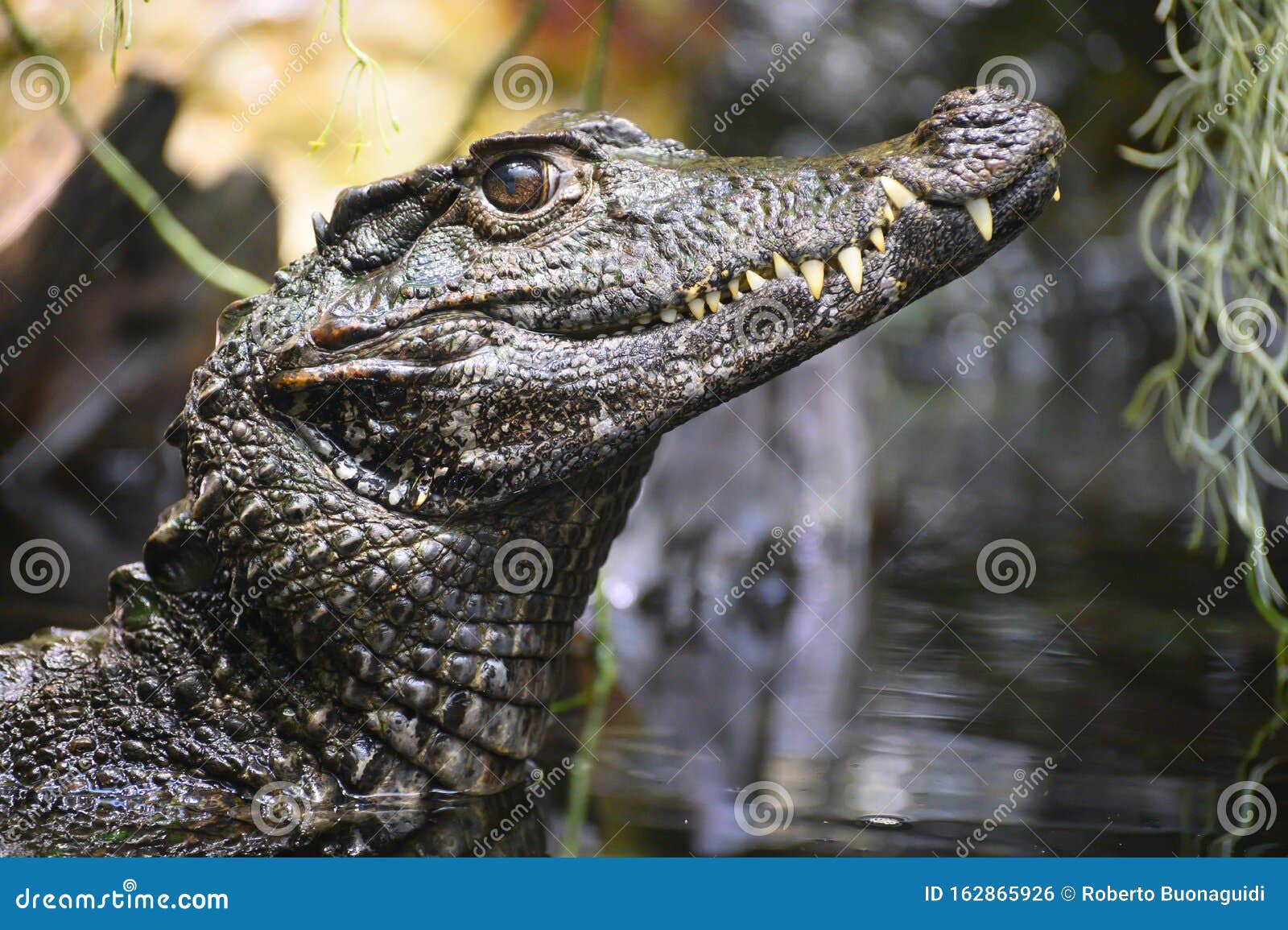 A Caiman in a Rainforest in South America Stock Photo - Image of brazil ...