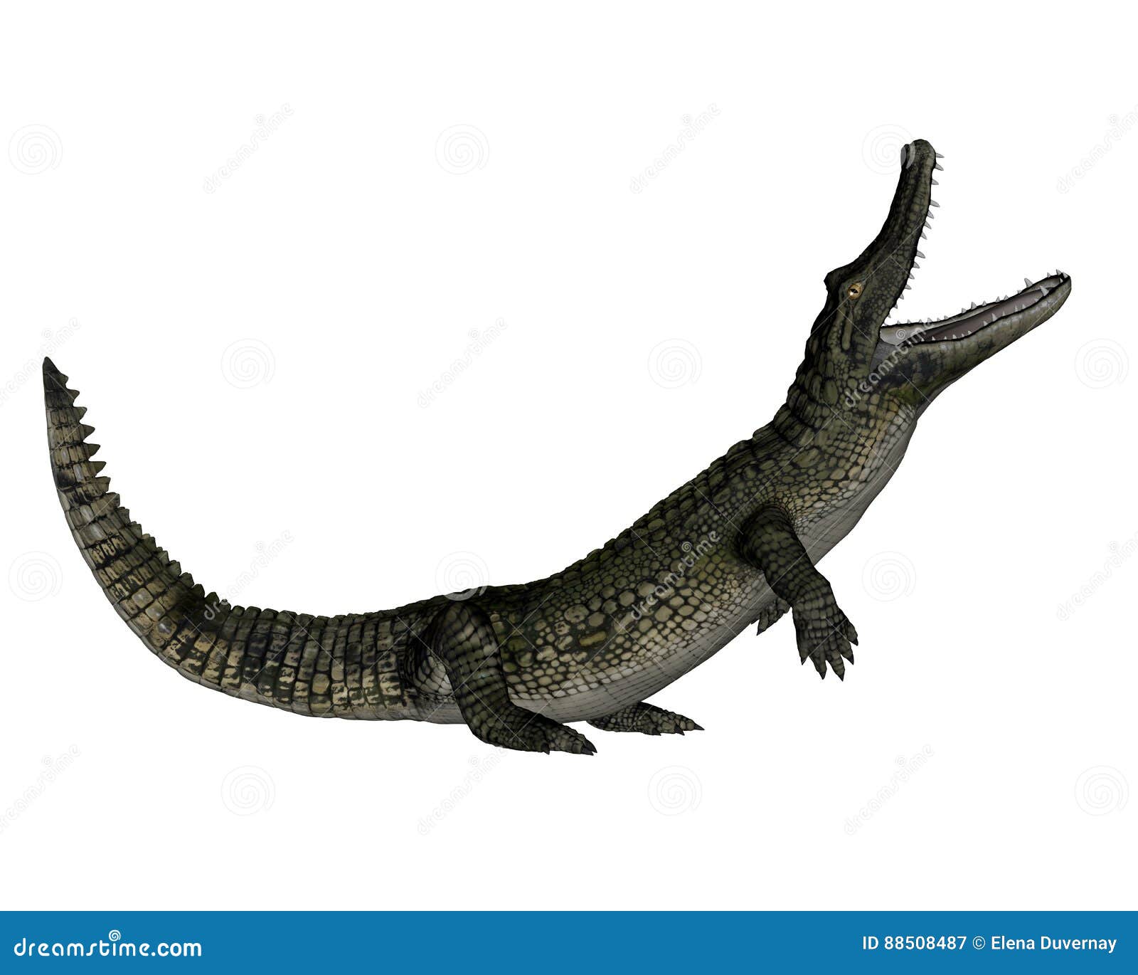 Caiman Roaring Up - 3D Render Stock Illustration - Illustration of ...