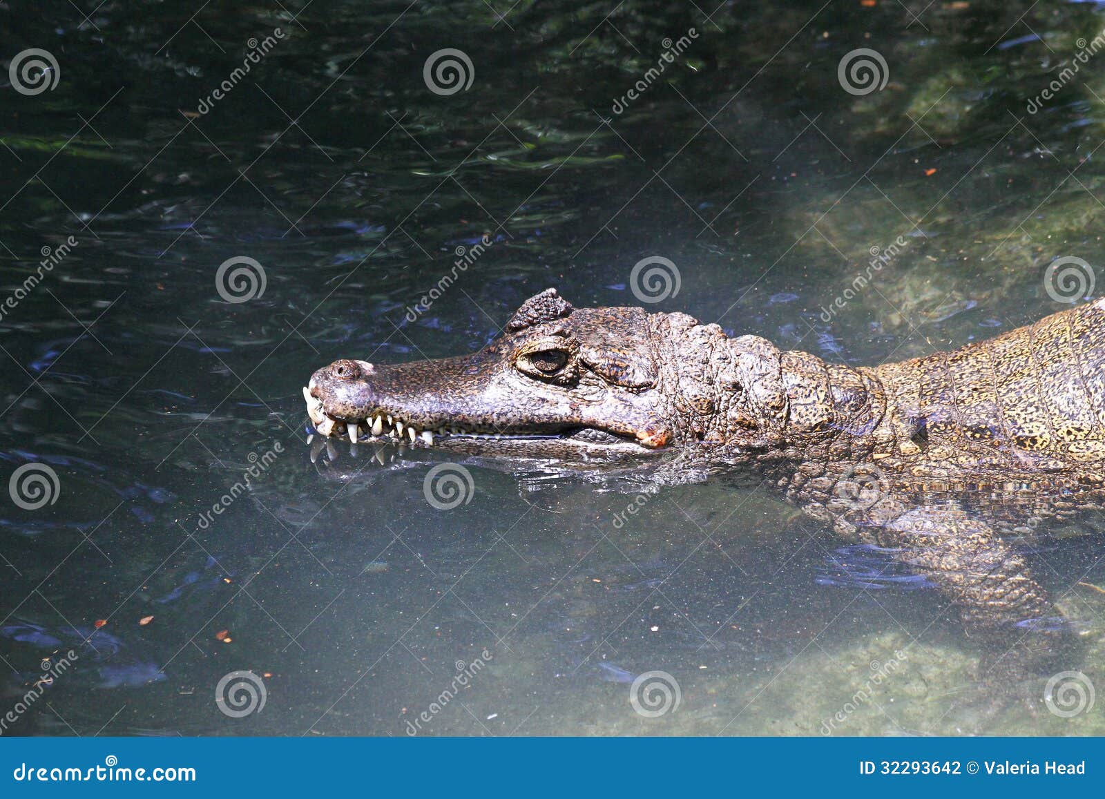 Caiman in the water stock photo. Image of caiman, lurk - 32293642