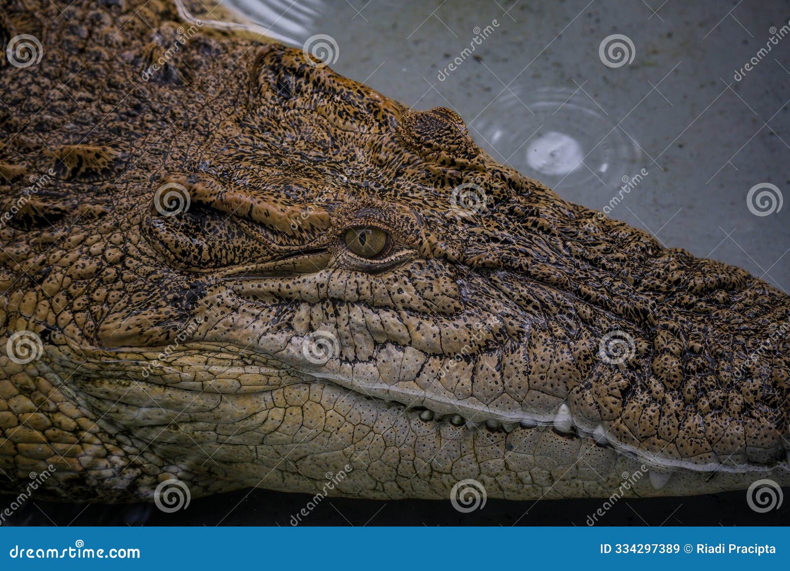 Caiman in the Water. the Yacare Caiman (Caiman Yacare) Stock Image ...