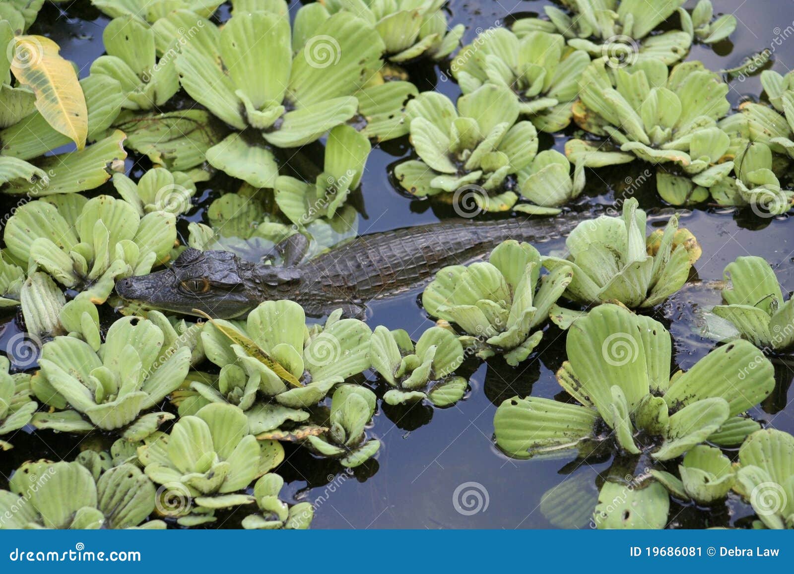 Caiman Young, Peru, South America Stock Image - Image of eyes, caiman ...