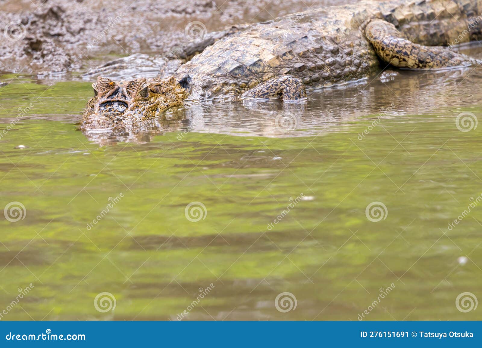 Caimaninae in Cano Negro National Refuge Stock Image - Image of wild ...