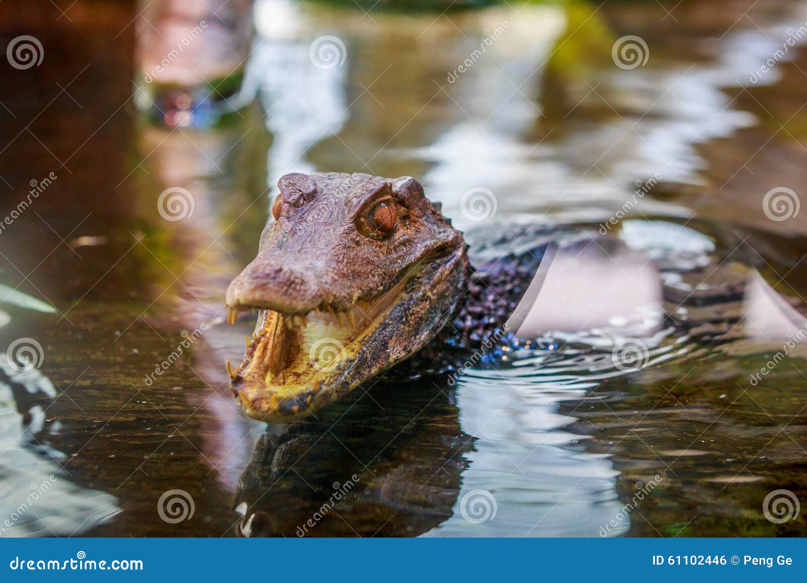 Caimano del nano di Cuvier fotografia stock. Immagine di fiume - 61102446