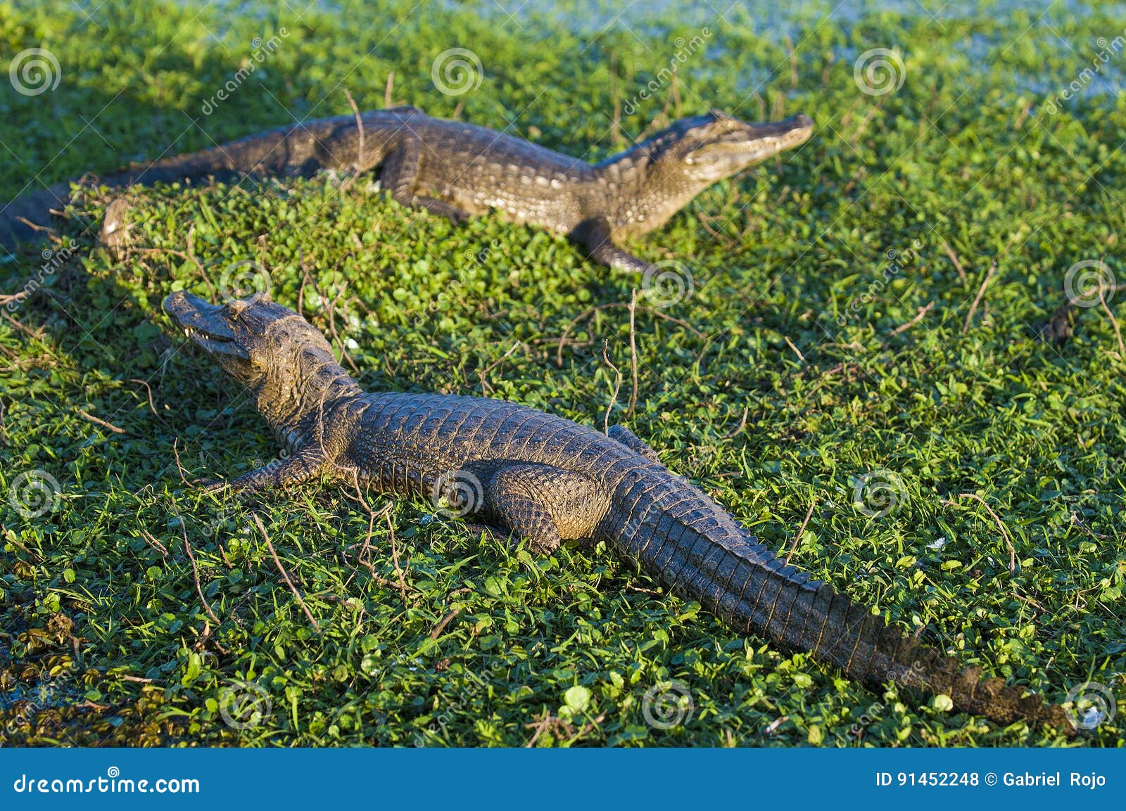 Caimano nero IberÃ fotografia stock. Immagine di nave - 91452248