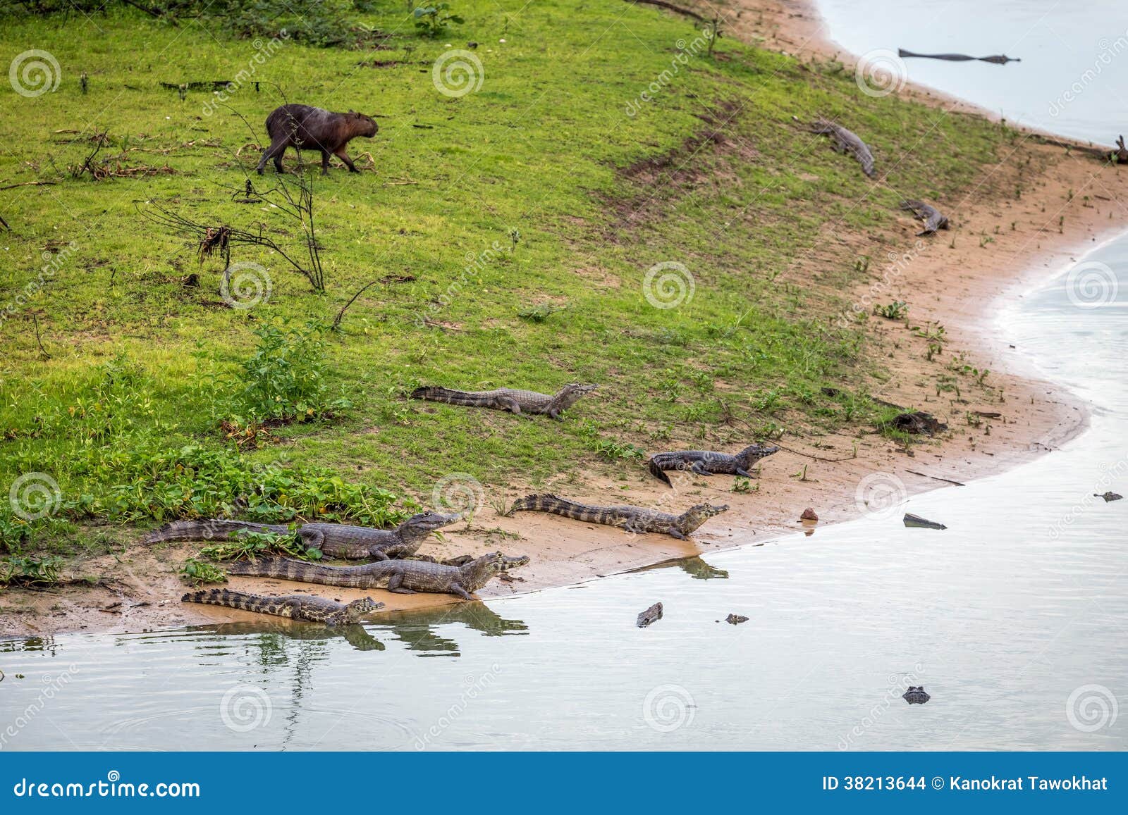 Caimans in the Pantanal Brazil Stock Photo - Image of caiman, wetlands ...
