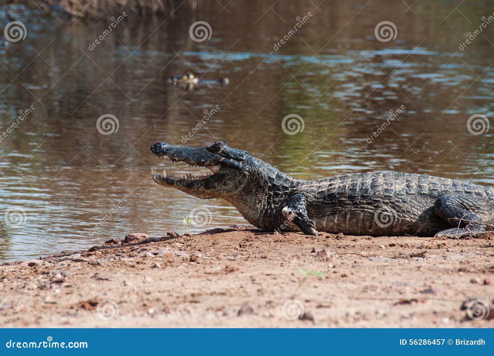 Caimans, in the South Pantanal of Brazil Stock Image - Image of america ...
