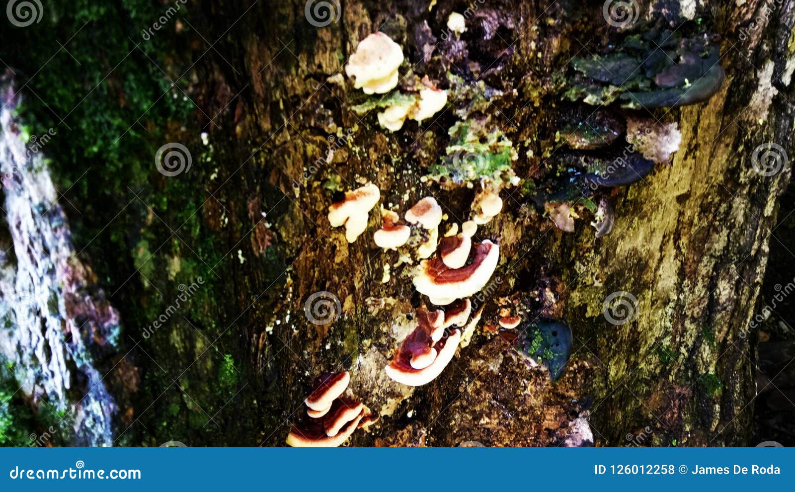 Caimito Tree Bark Stock Photos - Free & Royalty-Free Stock Photos from ...