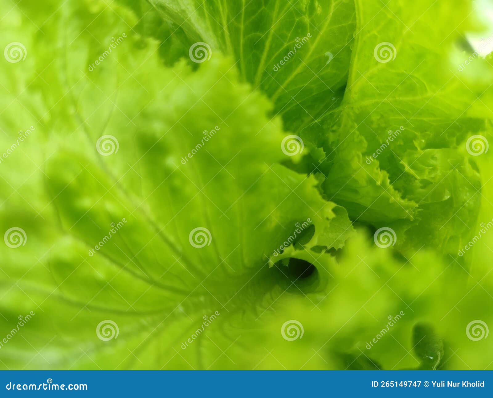 Caipira Lettuce stock image. Image of growth, garden - 265149747