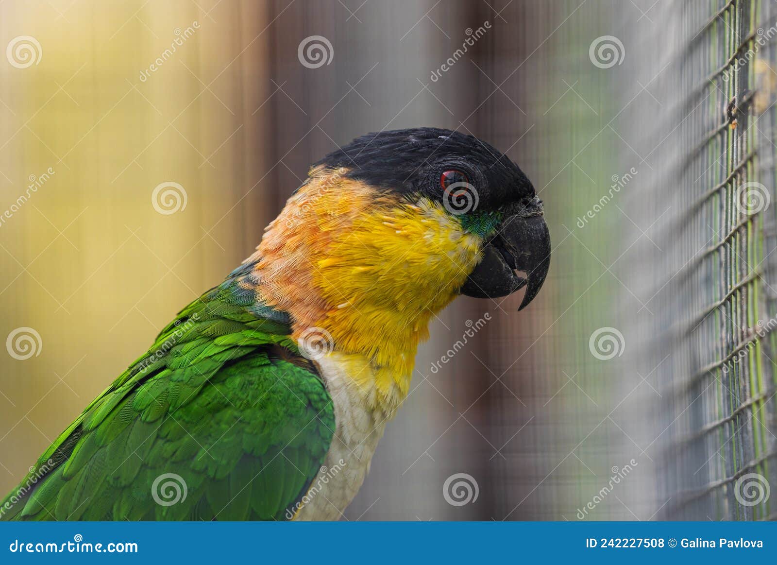A Caique Parrot Close-up in the Zoo, Isolated. Stock Photo - Image of ...