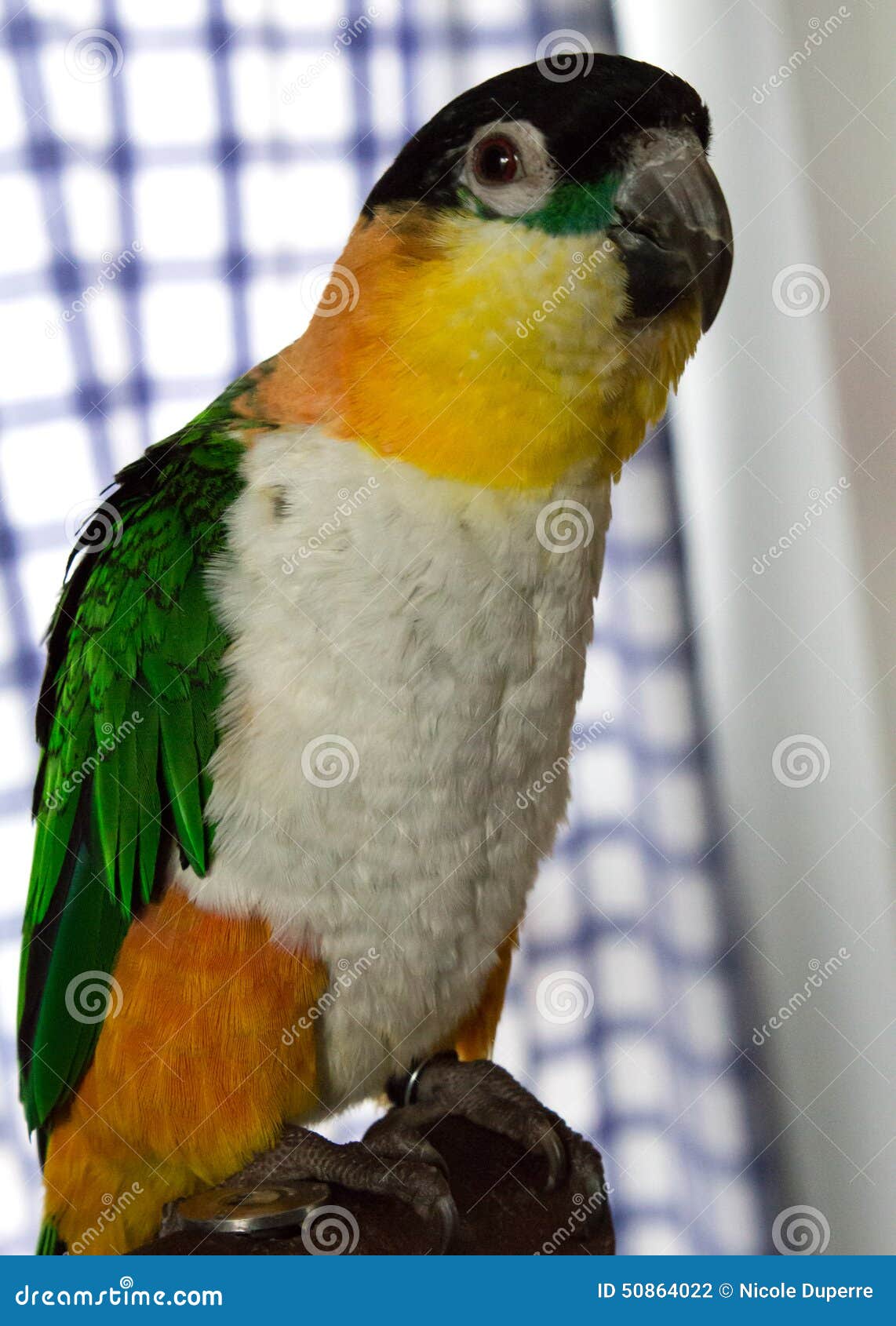Caique Parrot stock photo. Image of hook, bird, beak - 50864022