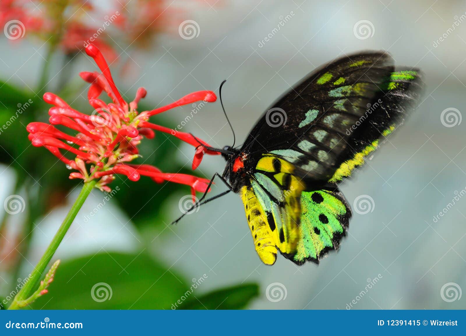 Cairn Birdwing Butterfly Stock Photos - Free & Royalty-Free Stock ...
