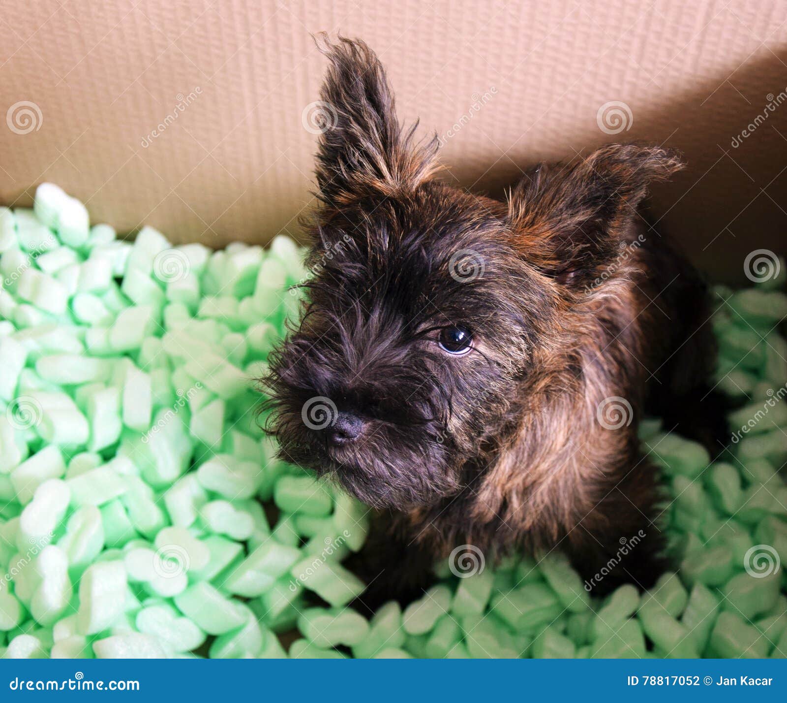 Cairn terrier dog stock photo. Image of cairn, cute, mail - 78817052