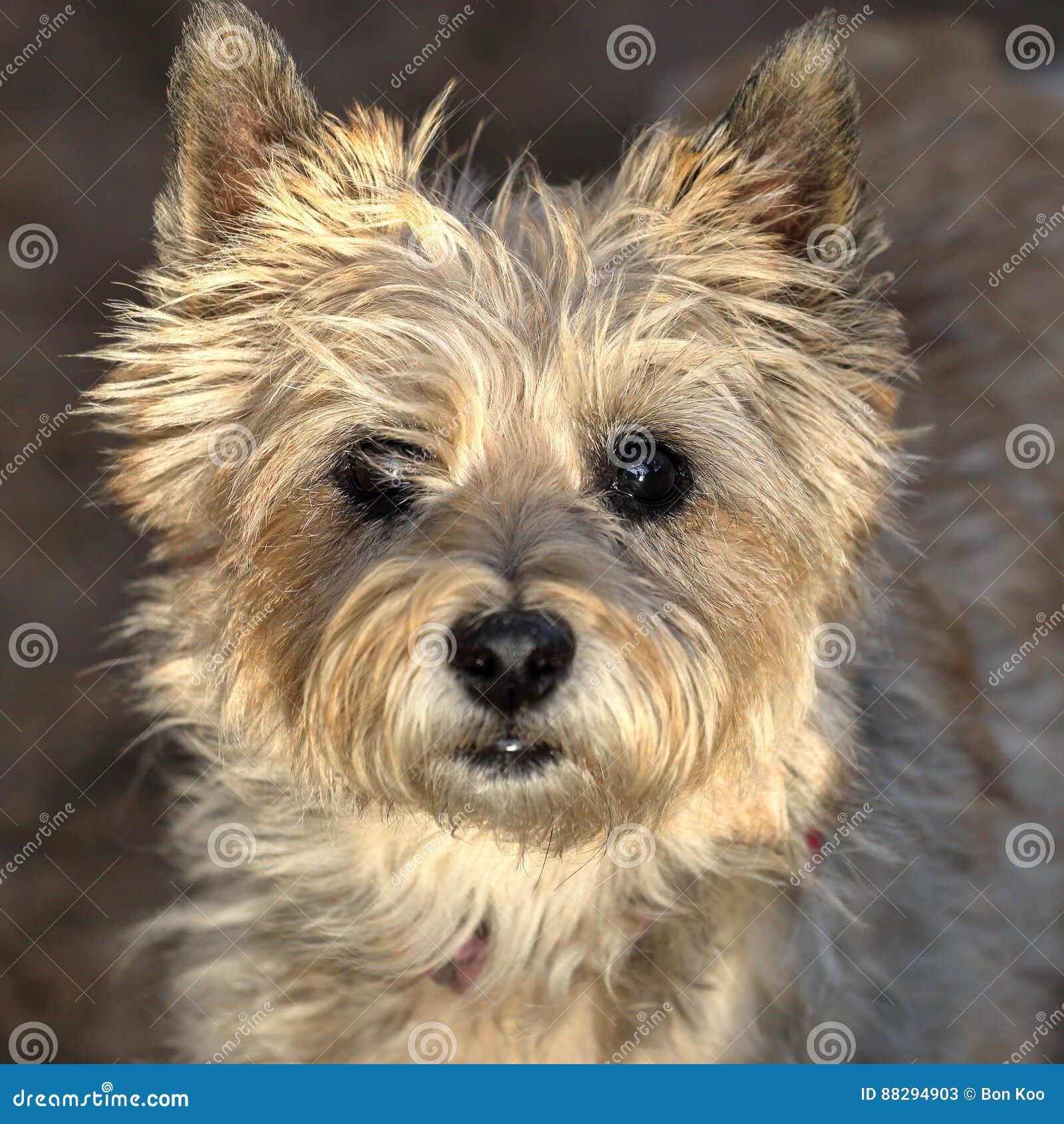 Cairn terrier headshot stock image. Image of cute, portrait - 88294903