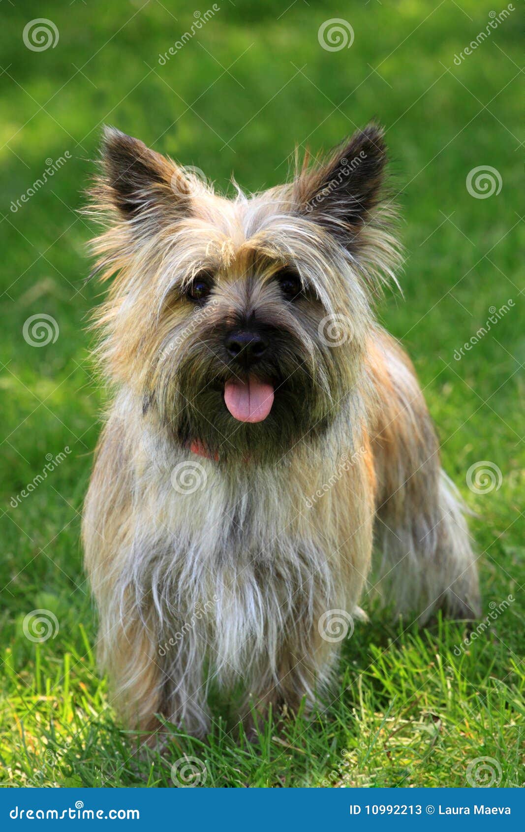 Cairn Terrier standing stock image. Image of animal, happy - 10992213