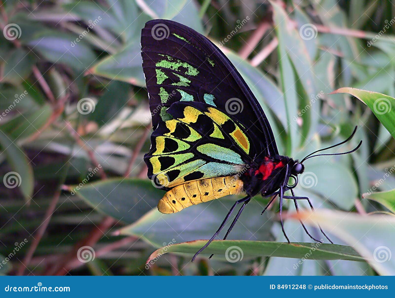 Cairns Birdwing Picture. Image: 84912248
