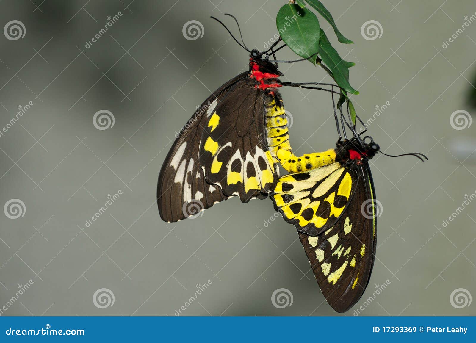Cairns Birdwing Butterflies Stock Image - Image of vibrant, lepidoptera ...