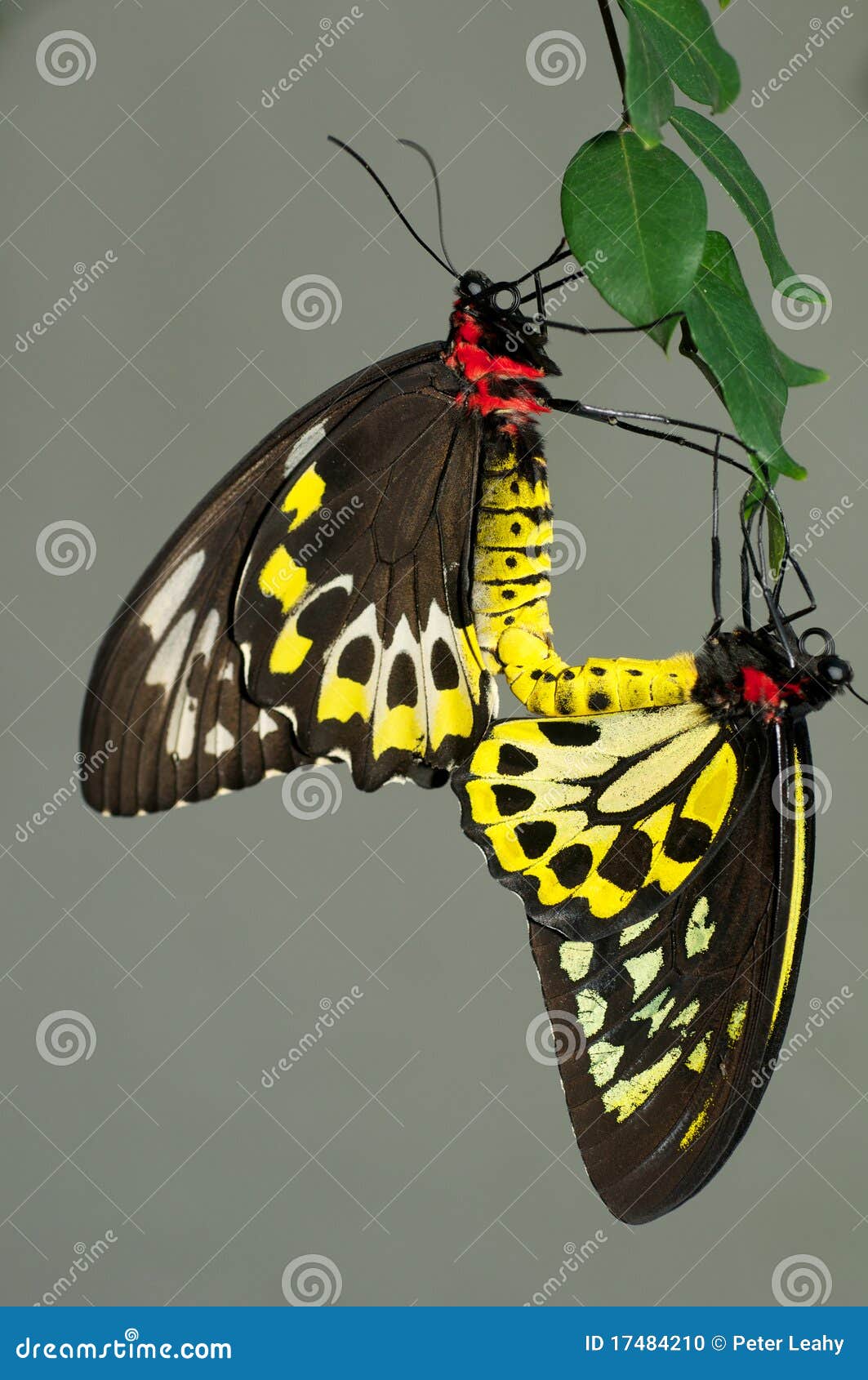 Cairns Birdwing Butterflies Stock Photo - Image of vibrant, nature ...