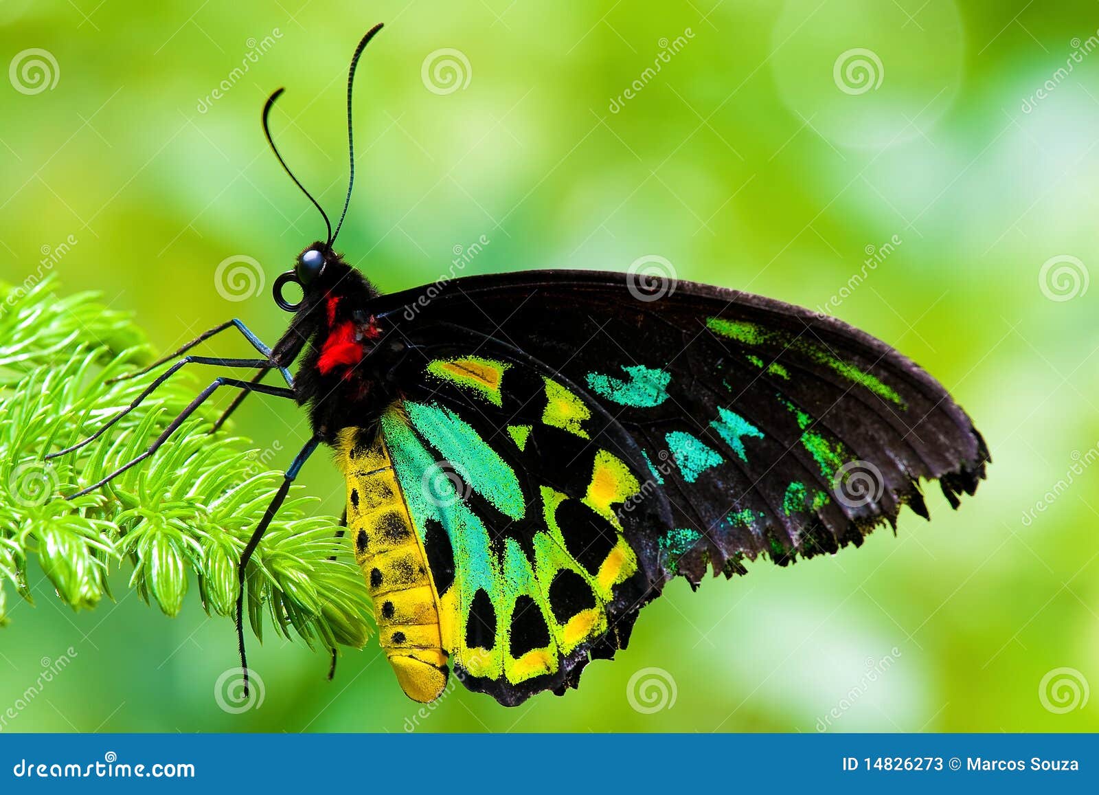 Birdwing Butterfly Royalty-Free Stock Photo | CartoonDealer.com #298761