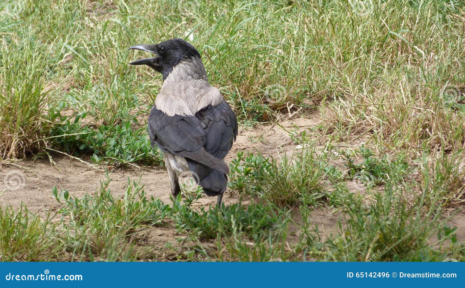 Cairo stock photo. Image of alexandria, hurghada, life - 65142496