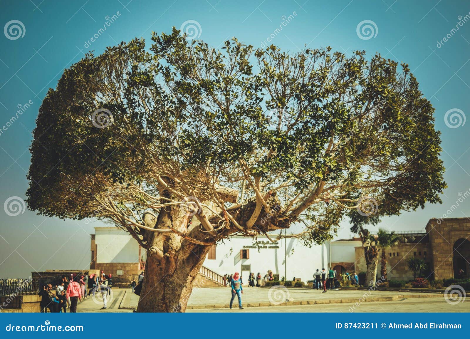 Cairo, Egypt, February 25, 2017: Closeup of Green Treeat Cairo Citadel ...