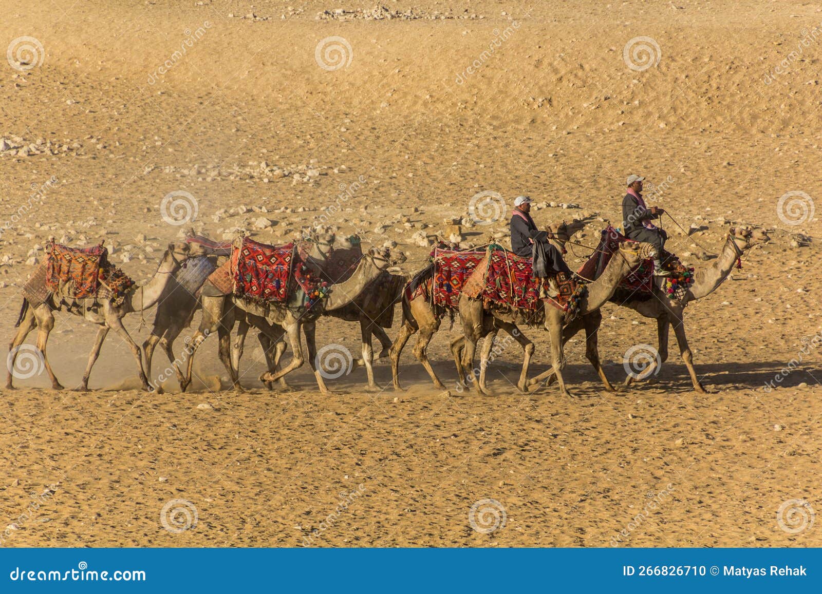 CAIRO, EGYPT - JANUARY 28, 2019: Camel Riders in Front of the Great ...