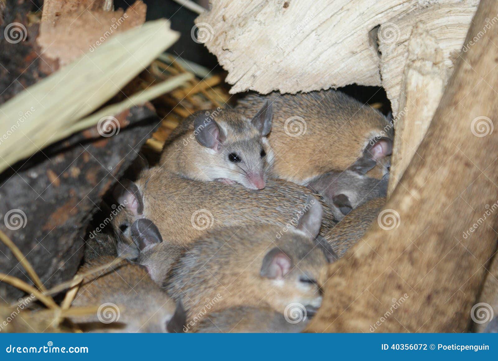 Cairo Spiny Mouse - Acomys Cahirinus Dimidiatus Stock Photo - Image of ...