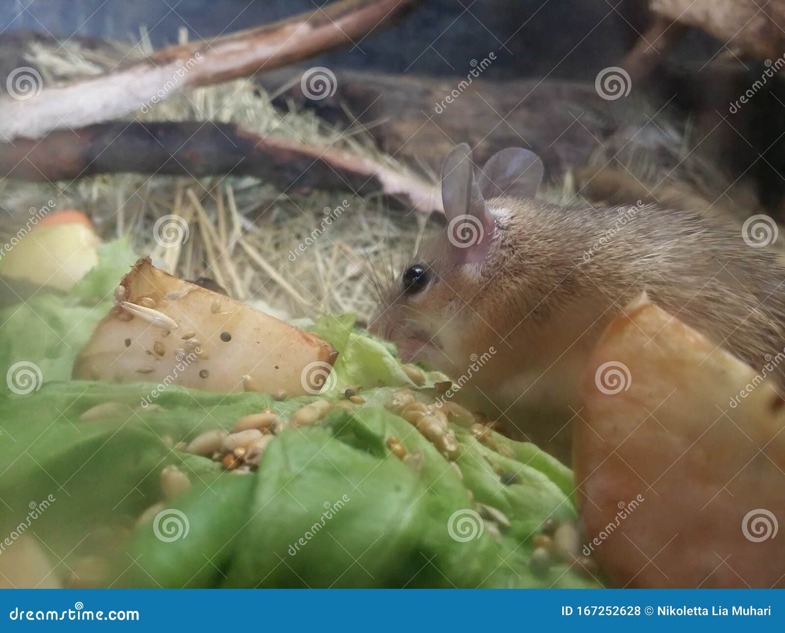 Cairo Spiny Mouse & X28;Acomys Dmidiatus Stock Photo - Image of spiny ...