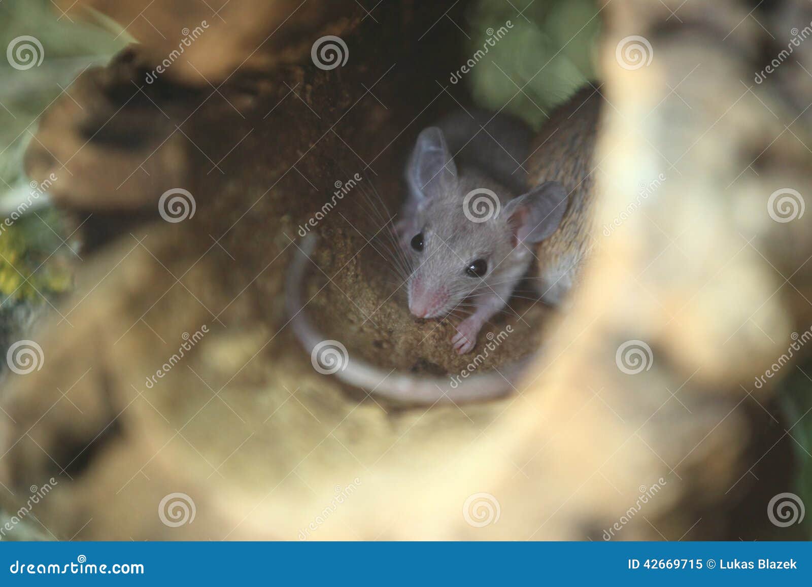 Cairo spiny mouse stock image. Image of rodent, acomys - 42669715