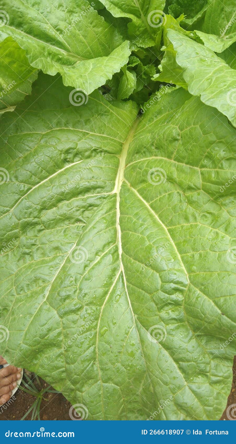 Caisim Leaf Texture .close Up Stock Image - Image of garden, health ...