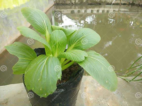 Caisim Vegetables are Grown in the Yard Stock Image - Image of leaf ...