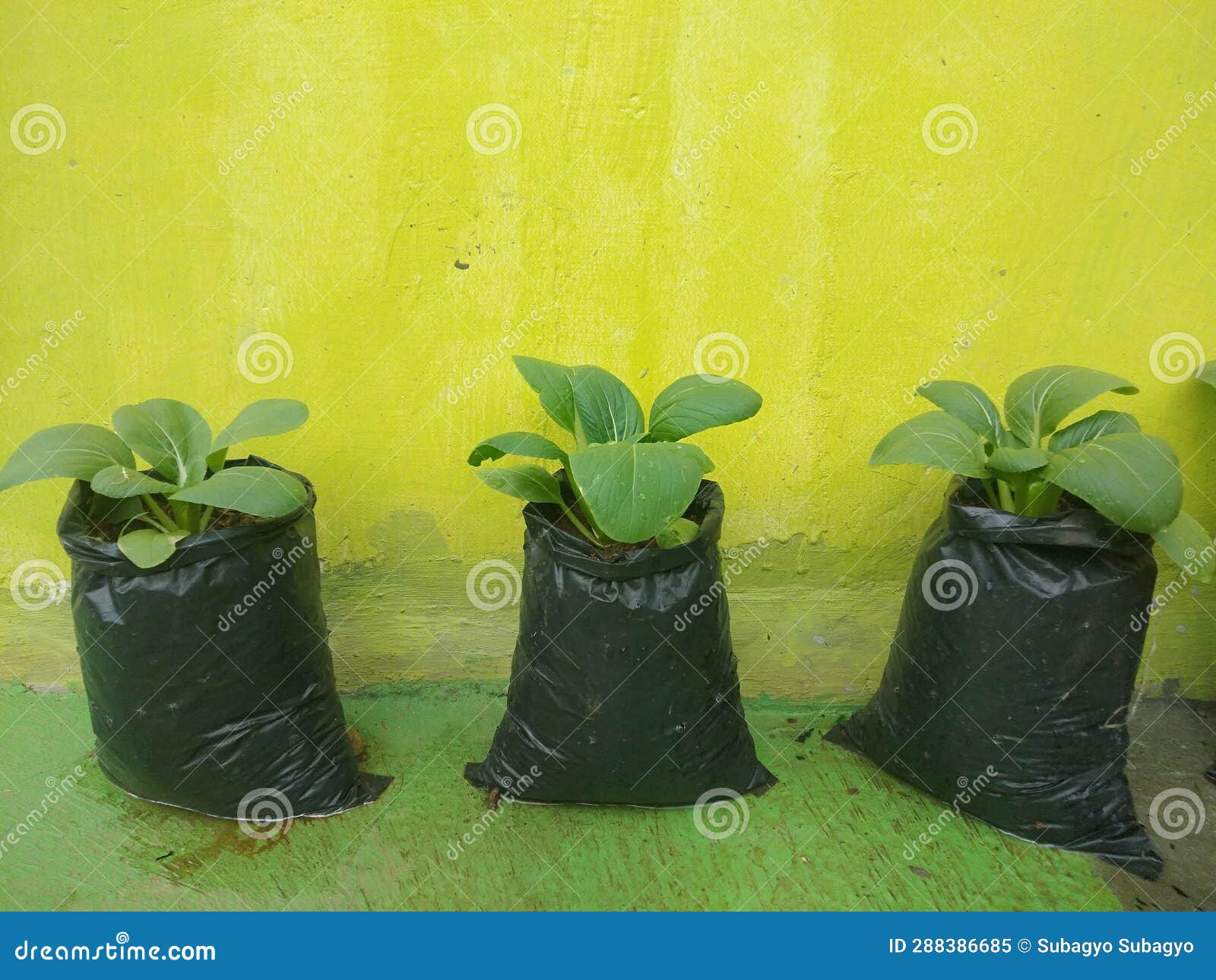 Caisim Vegetables are Grown in the Yard Stock Image - Image of outdoors ...