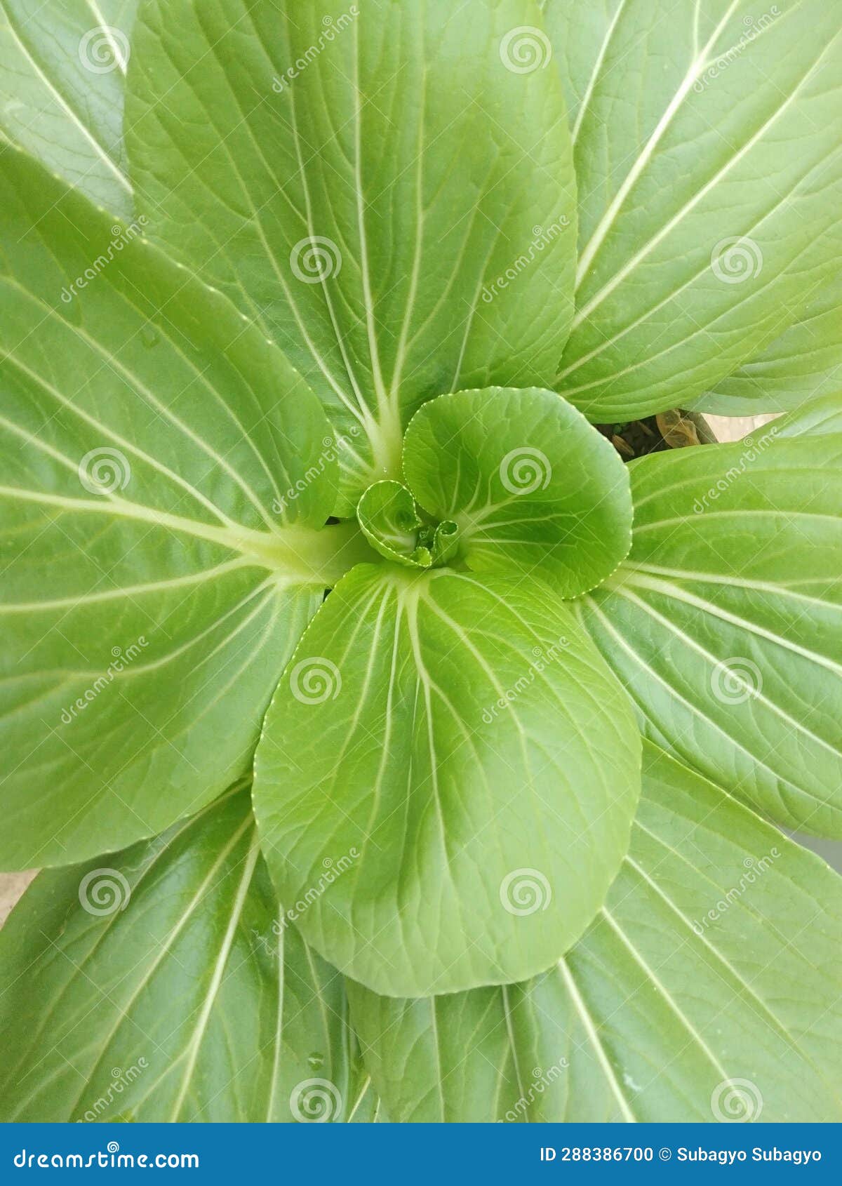 Caisim Vegetables are Grown in the Yard Stock Photo - Image of food ...