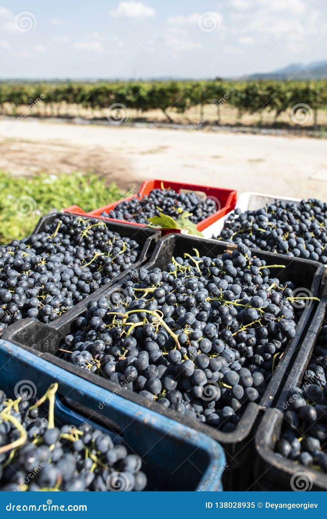 Caixas com uva vermelha imagem de stock. Imagem de baga - 138028935